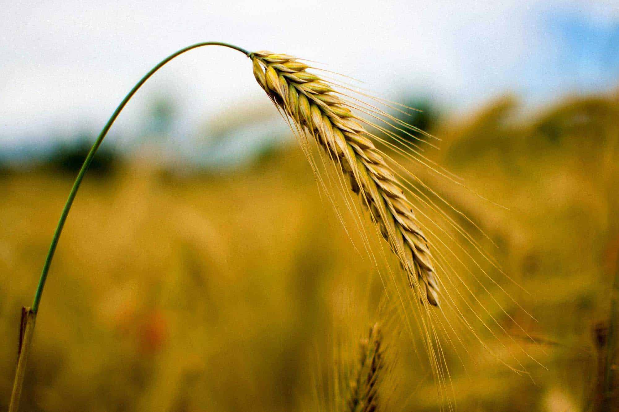 How Is Ethanol Made? | The Chemistry Blog