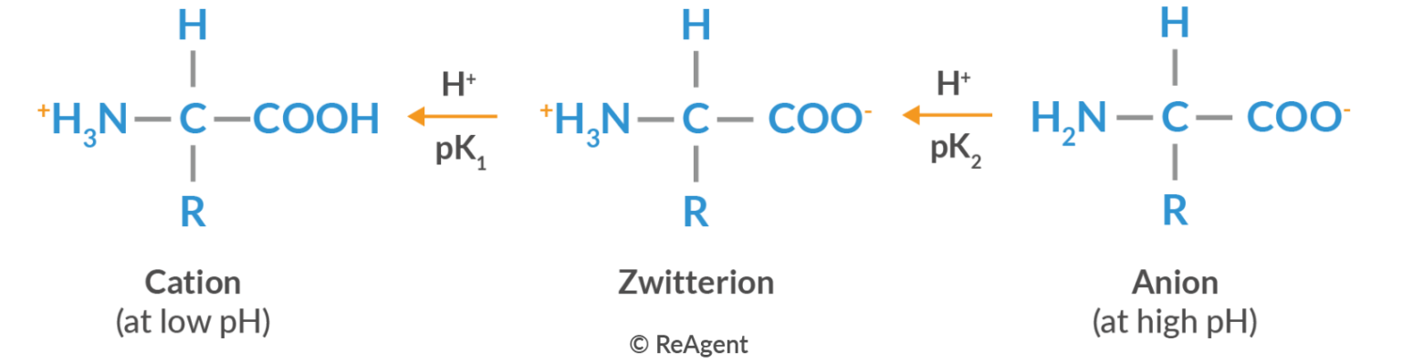 A Level Organic Chemistry – Amino Acids, Proteins & DNA